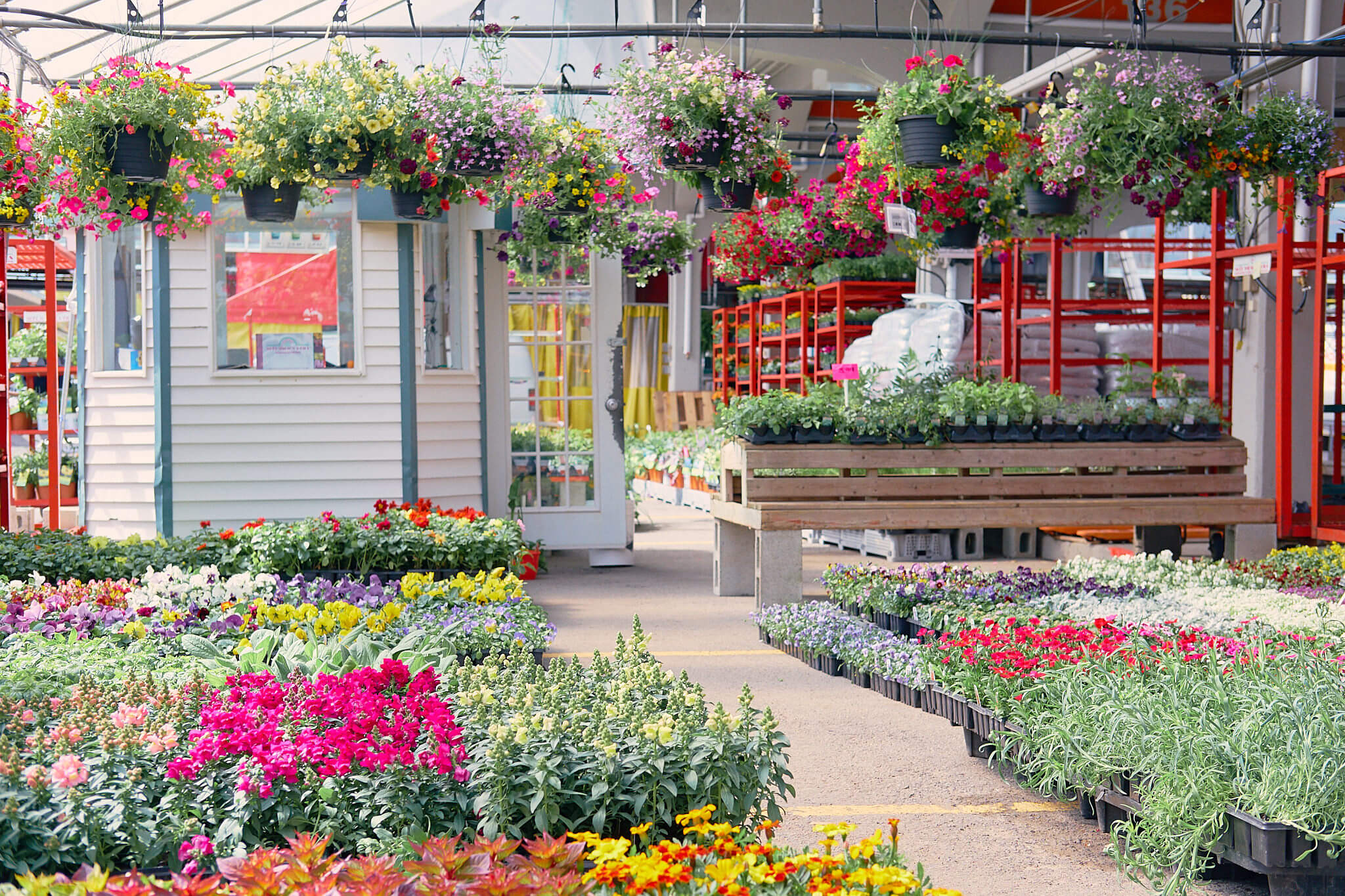 The Flowers at Montréal’s Marché Jean-Talon – She’s So Bright