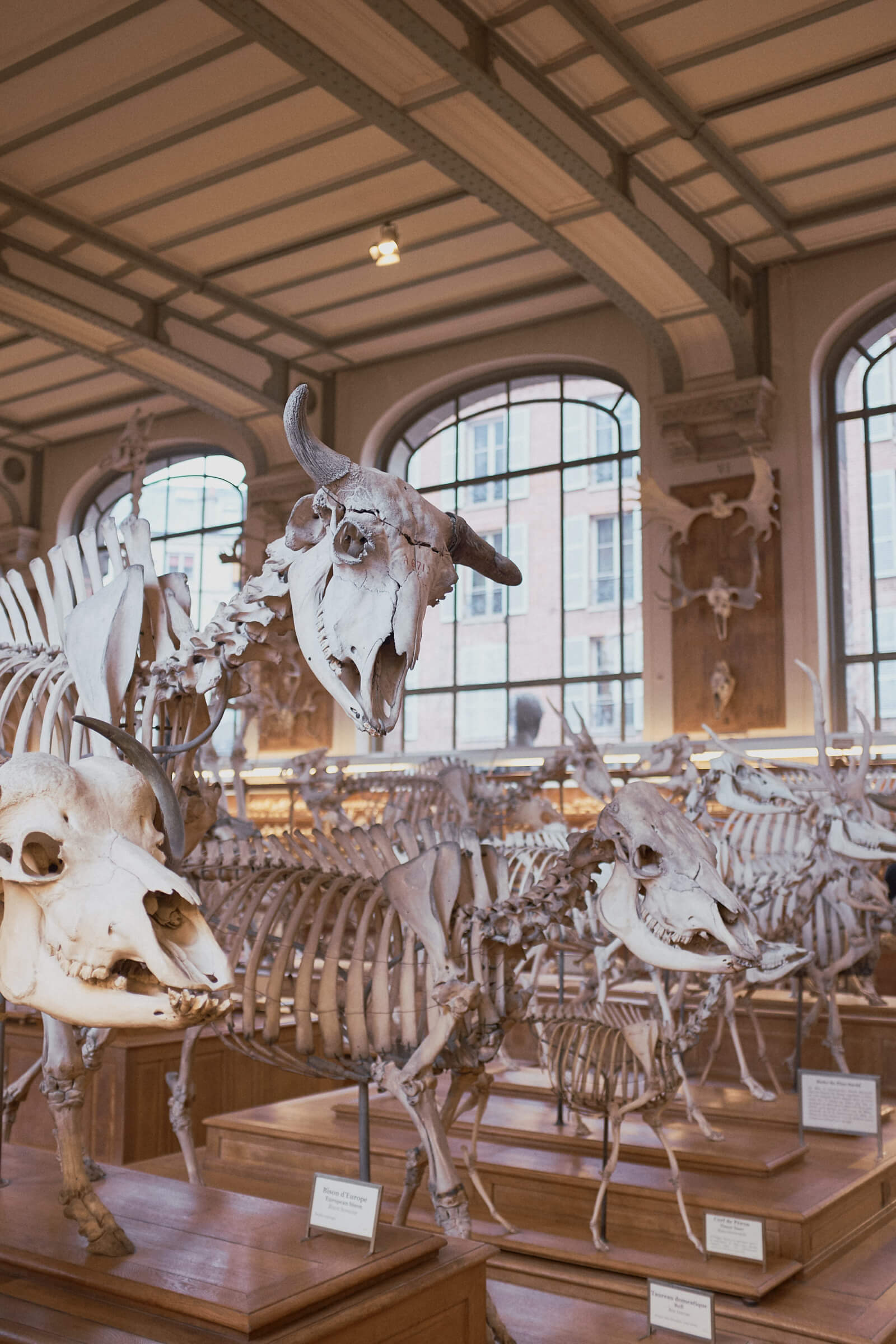 Dem Bones, Dem Bones, Dem Dry Bones – She’s So Bright