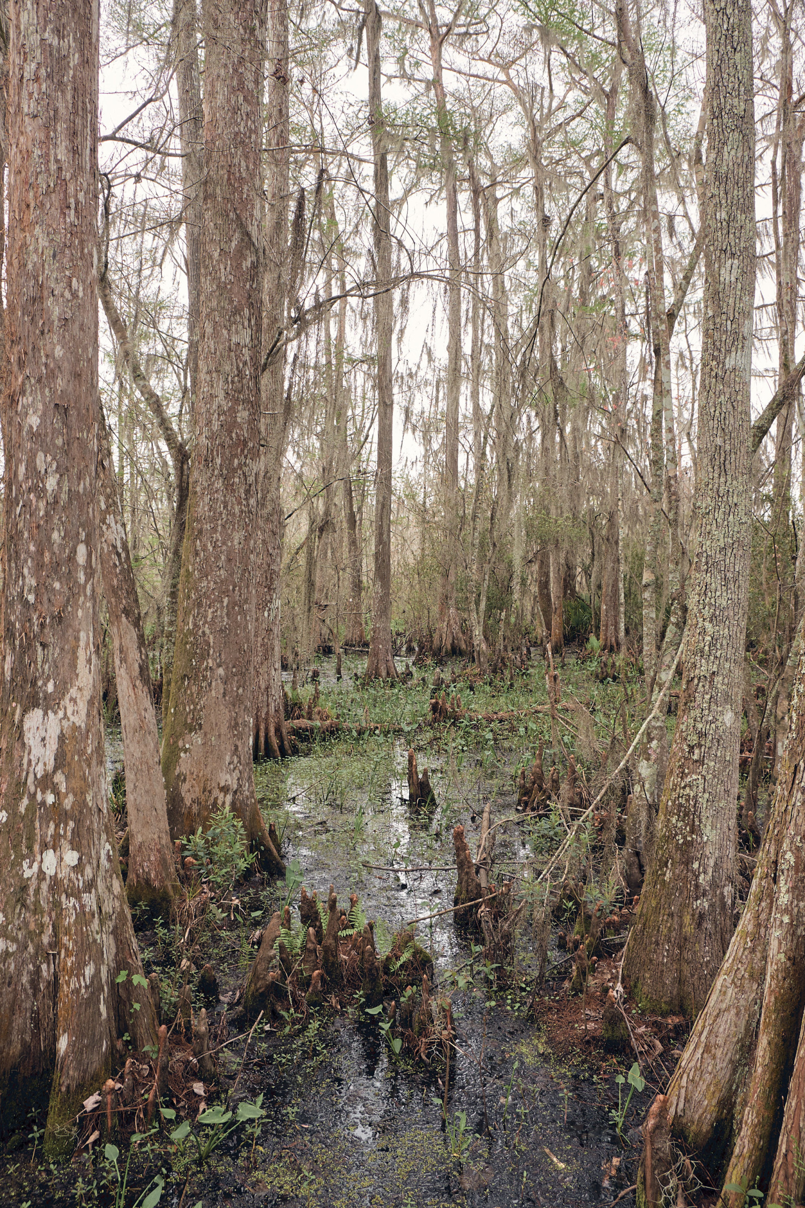 The Eerie Loveliness of the Jean Lafitte Swamp – She’s So Bright