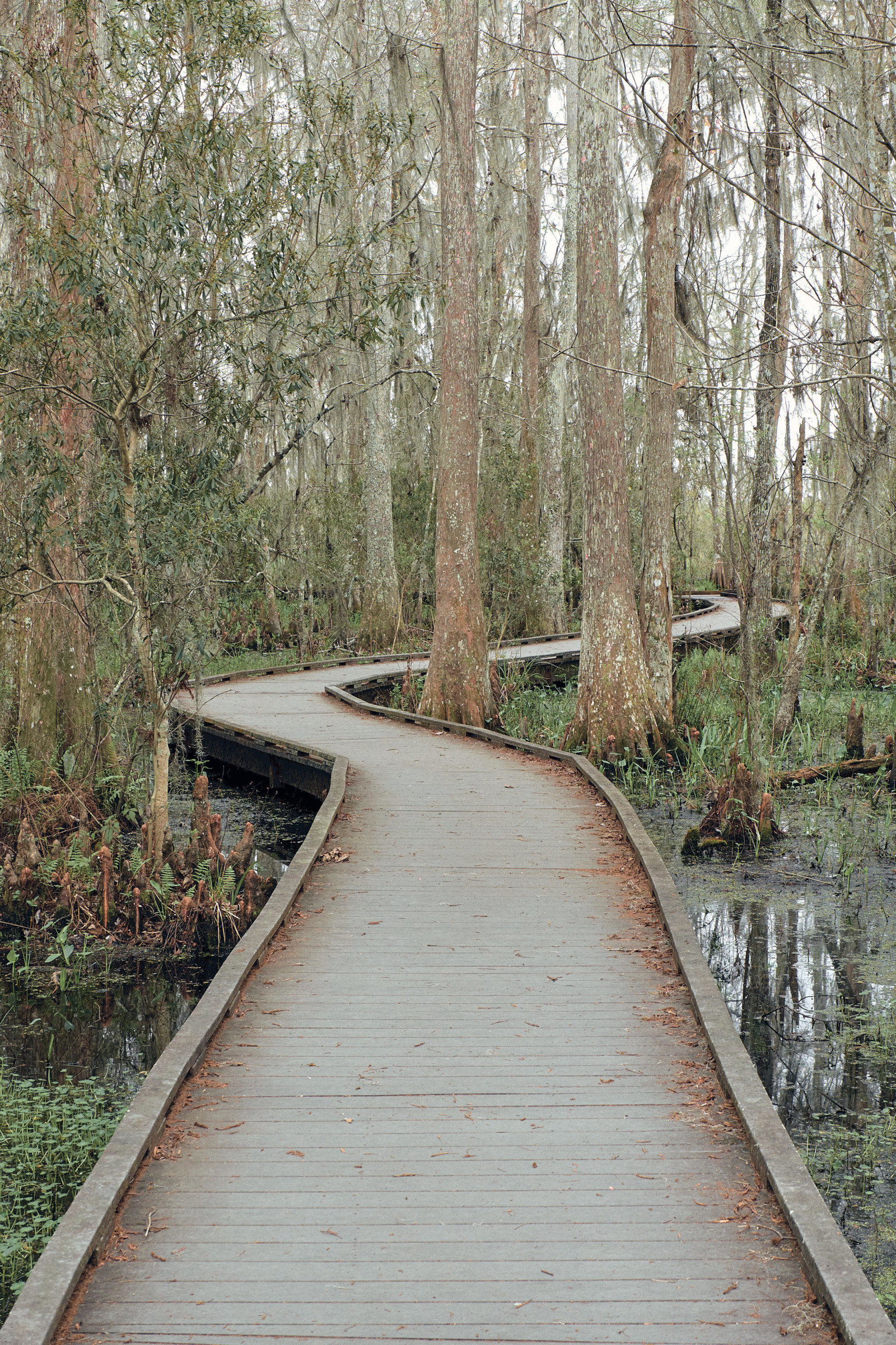 The Eerie Loveliness of the Jean Lafitte Swamp – She’s So Bright