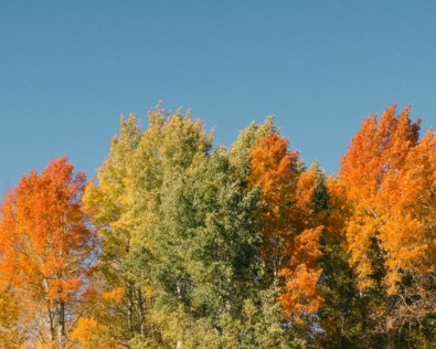 The Vibrant Colors of Autumn – She’s So Bright