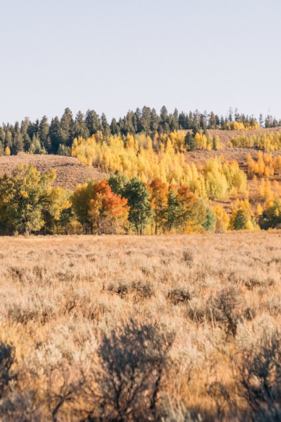 A Hike Through Wyoming’s Fall Color – She’s So Bright
