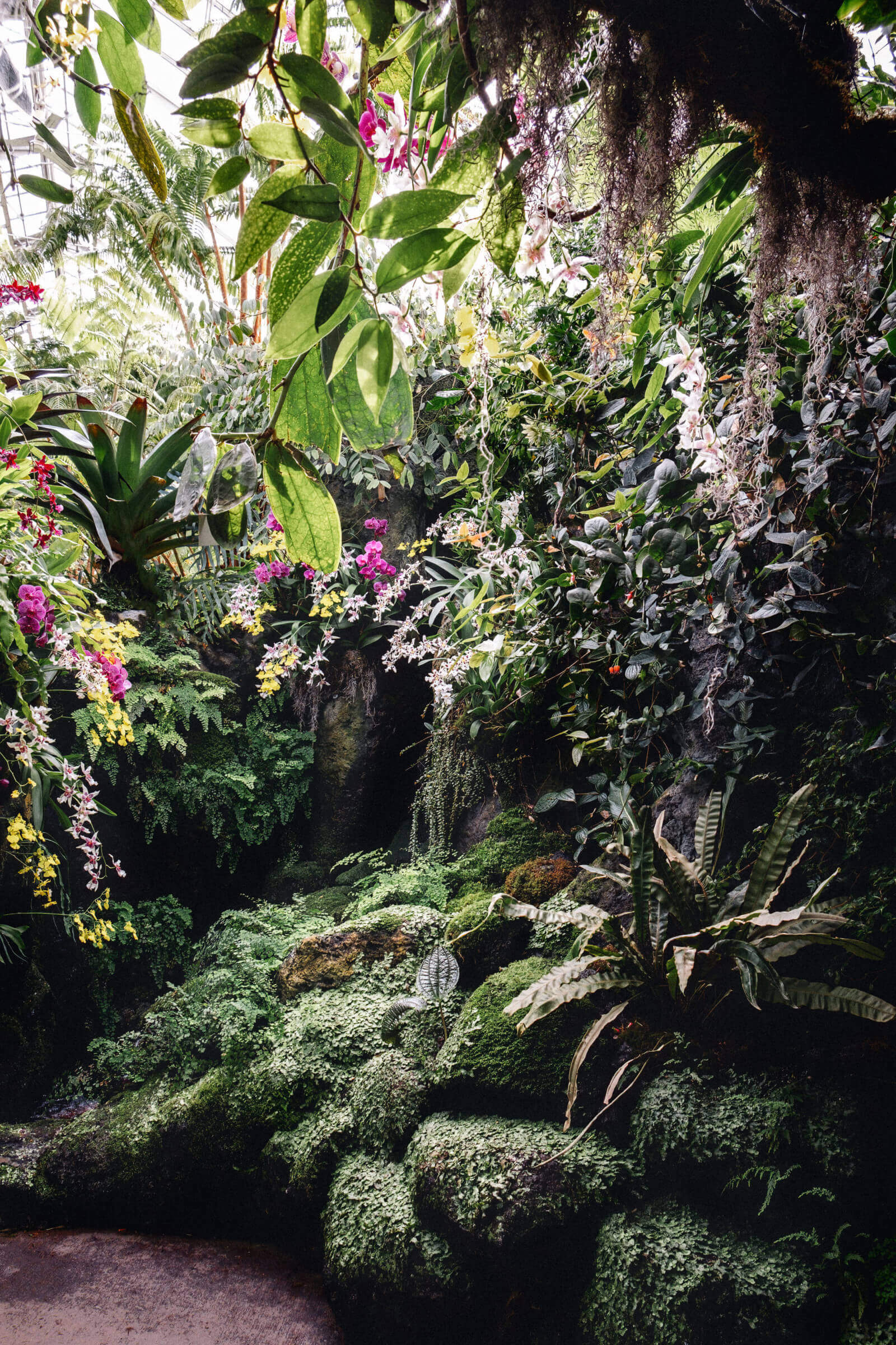 The Last Ones At The Orchid Show – She’s So Bright