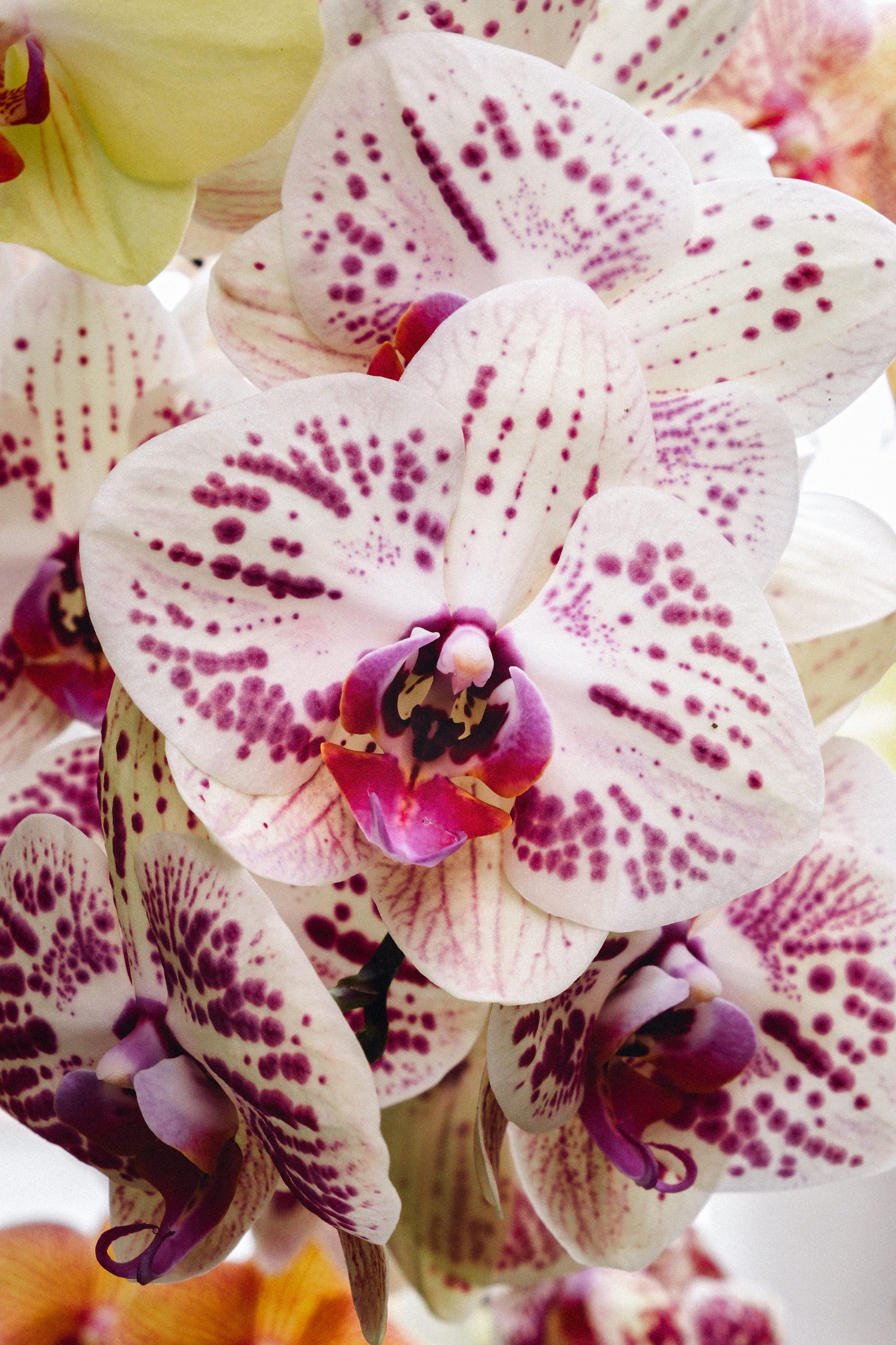 The Last Ones At The Orchid Show – She’s So Bright