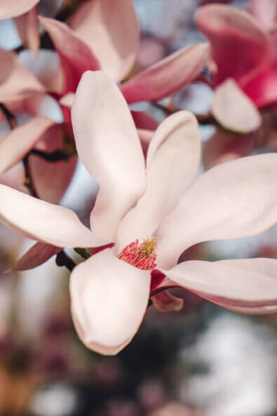 A Magnolia In Quarantine – She's So Bright
