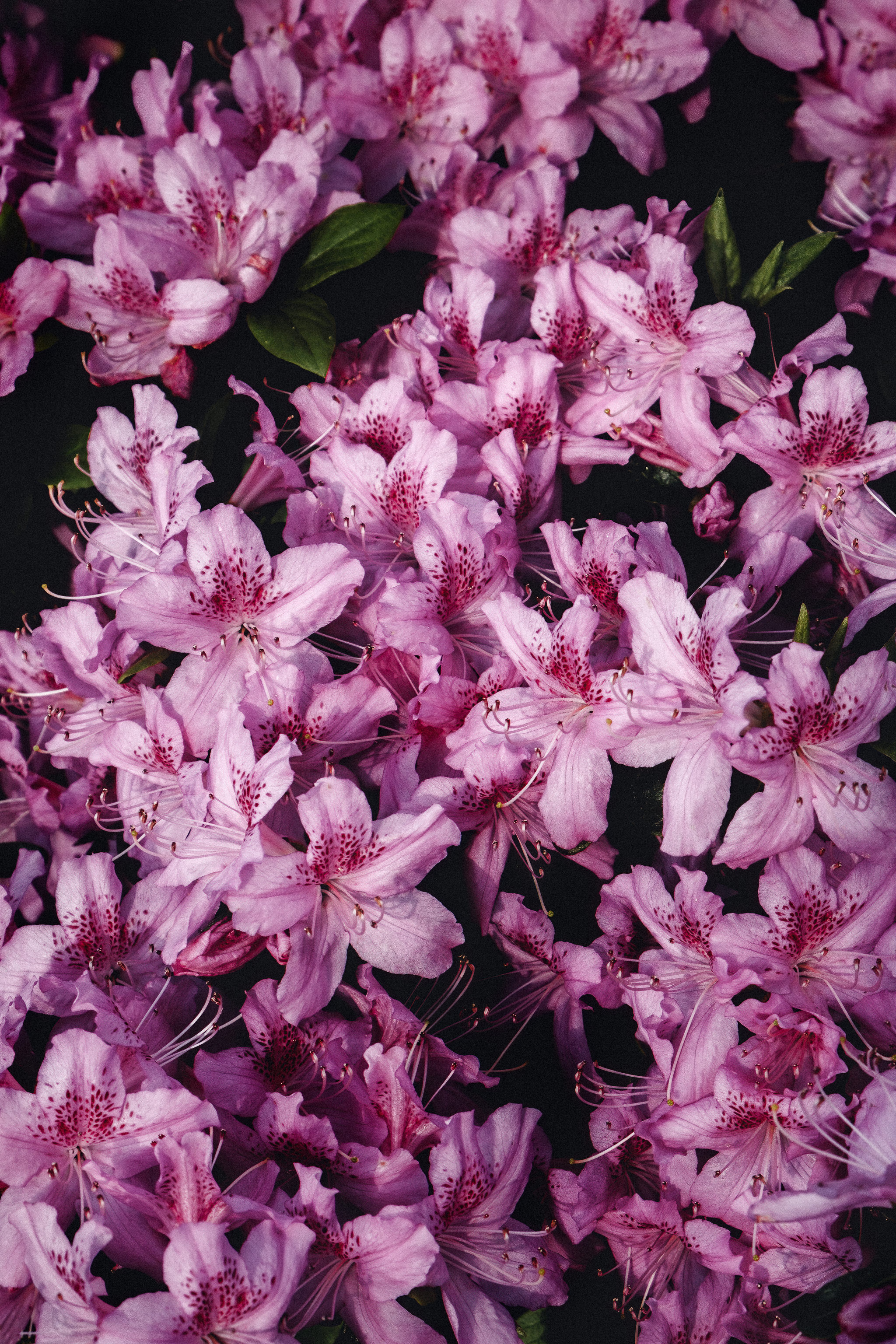 The Hundred-Year-Old Azaleas – She’s So Bright