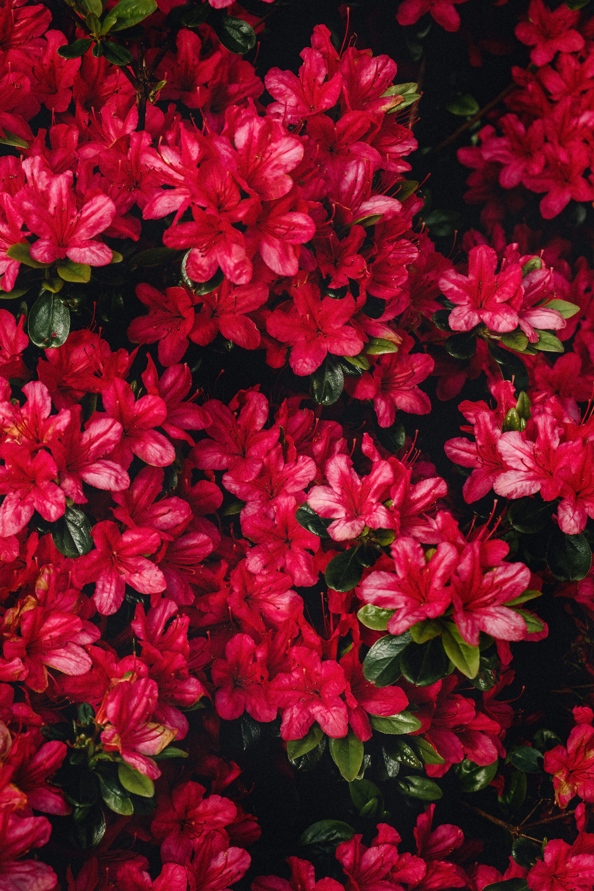 The Hundred-Year-Old Azaleas – She’s So Bright