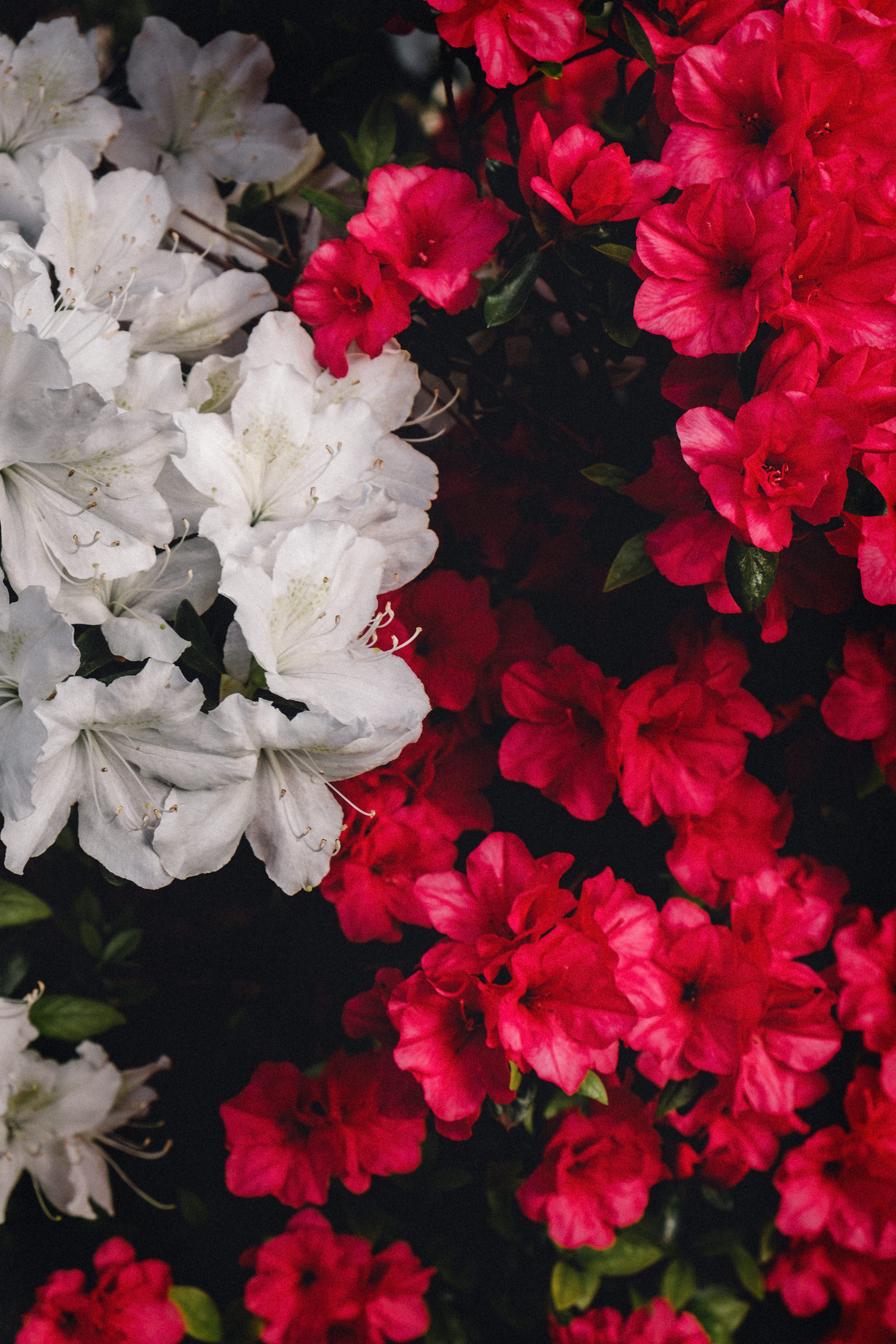 The Hundred-Year-Old Azaleas – She's So Bright