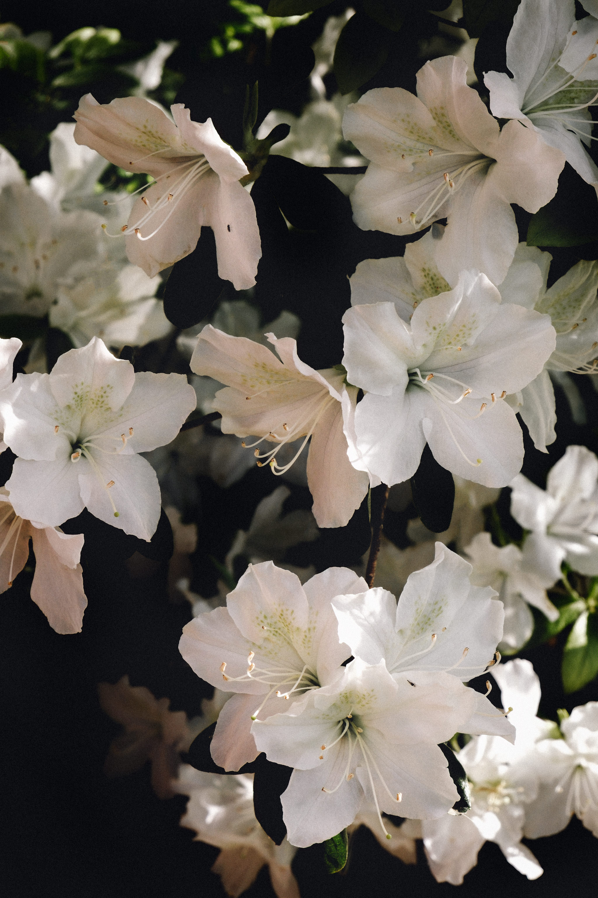 The Hundred-Year-Old Azaleas – She’s So Bright