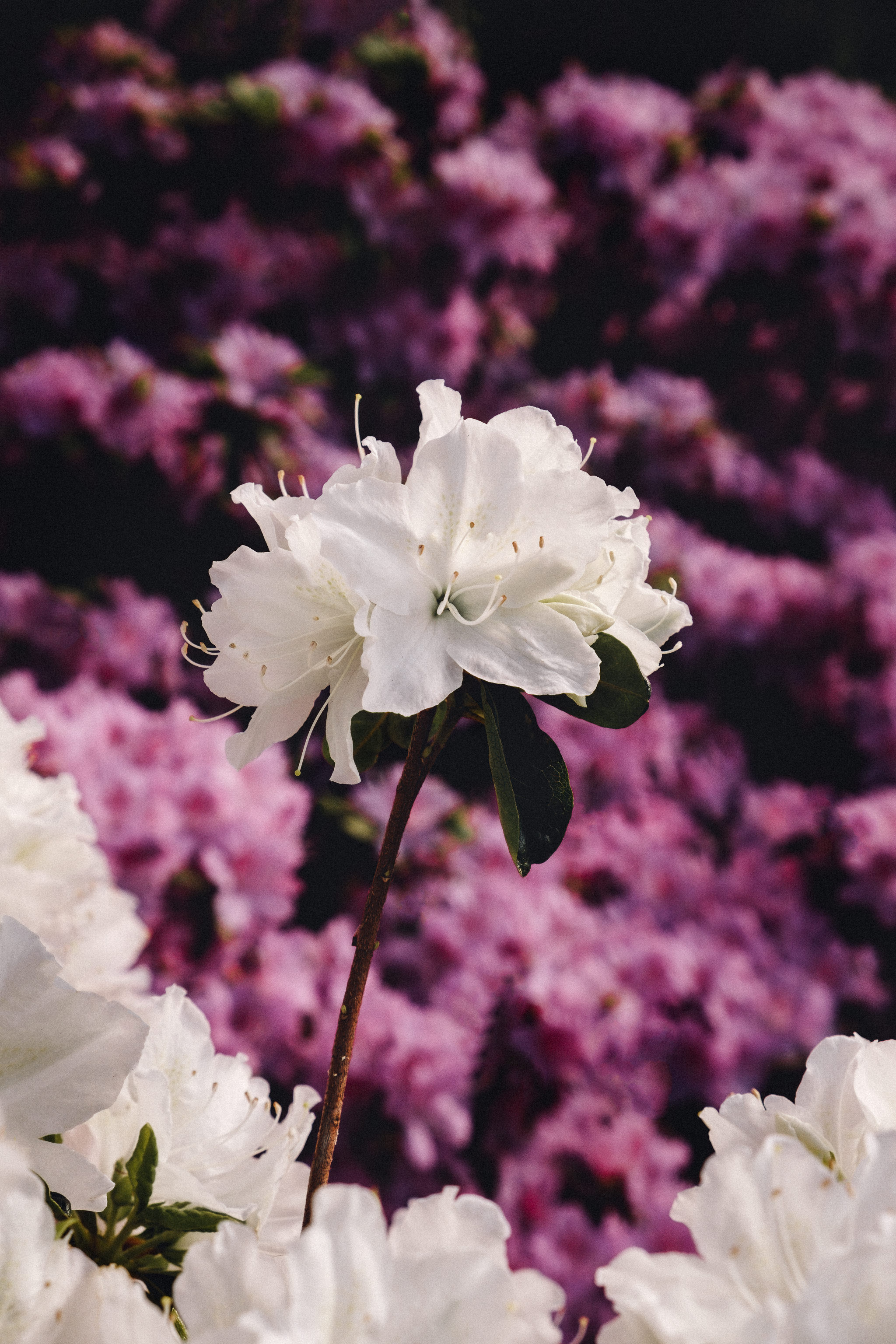 The Hundred-Year-Old Azaleas – She's So Bright