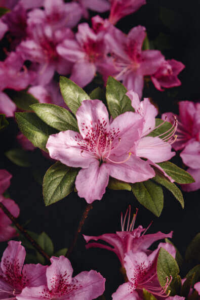 The Hundred-Year-Old Azaleas – She’s So Bright
